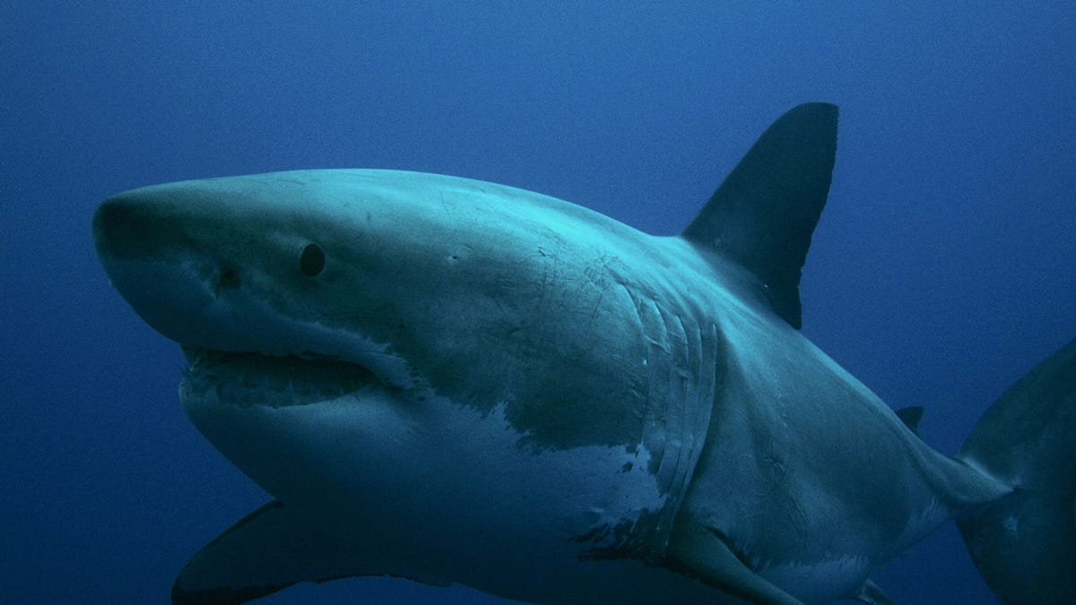 Sharks Aren’t As Scary As You Think: Why These Apex Predators Are Vital ...