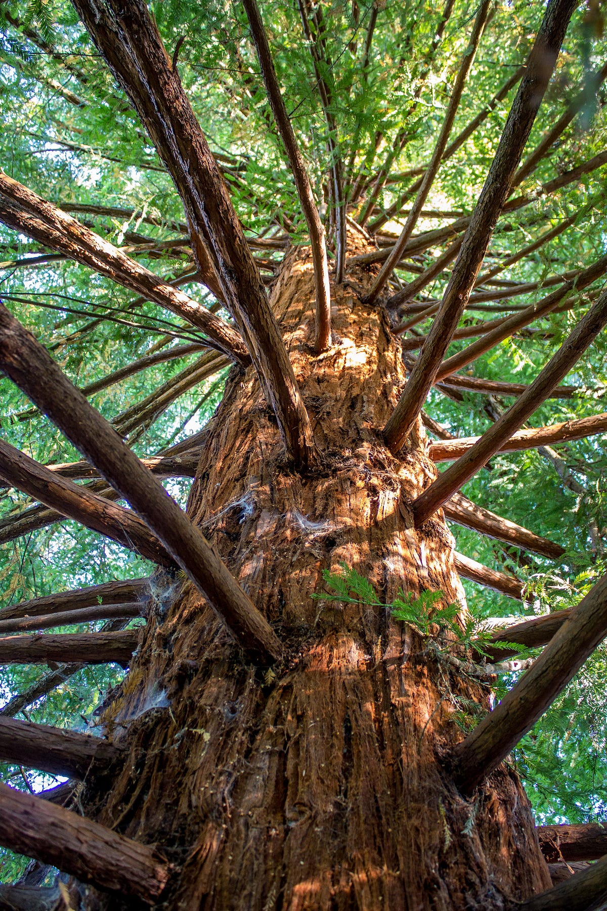 The Tree. All you need to do is climb | by Nevena Pascaleva | Promptly ...