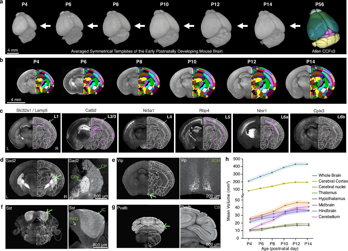 How epDevAtlas Reveals GABAergic–Microglial Interactions in the Early ...