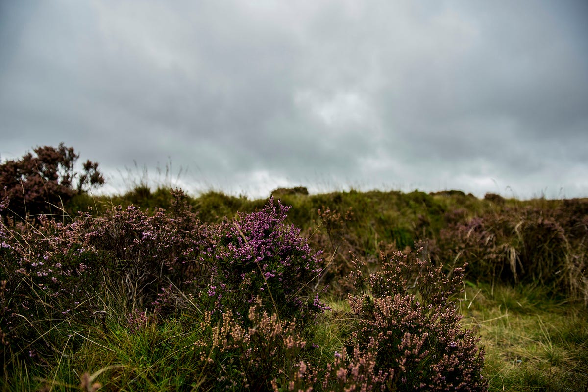 She Walked The Moors. Remembering Wuthering Heights and the… | by Lynne ...