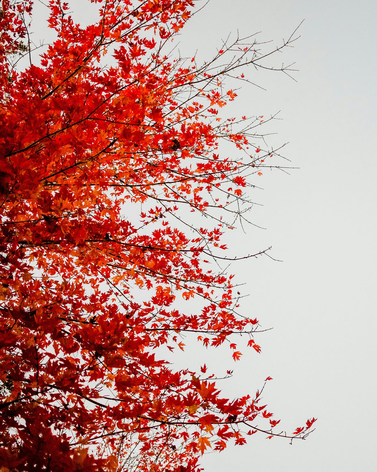 the one that i can’t outrun.. Memories of trees Part I | by Awnyawn ...