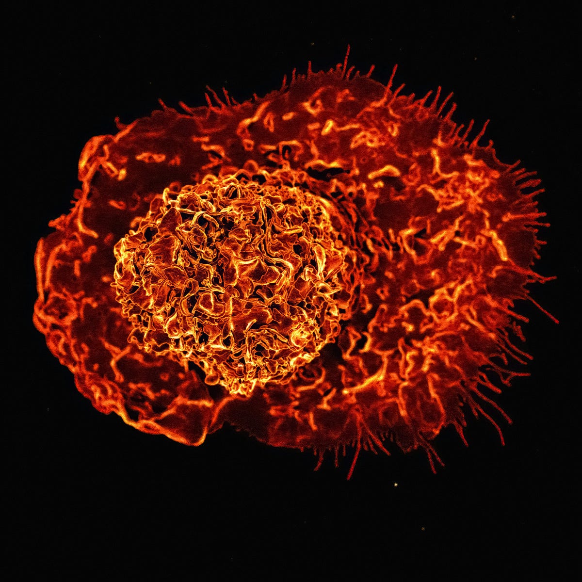 I Merge with the Lives of Cells. Mostly out of curiosity | by Ulf Wolf | Scrittura | Nov, 2024 ...