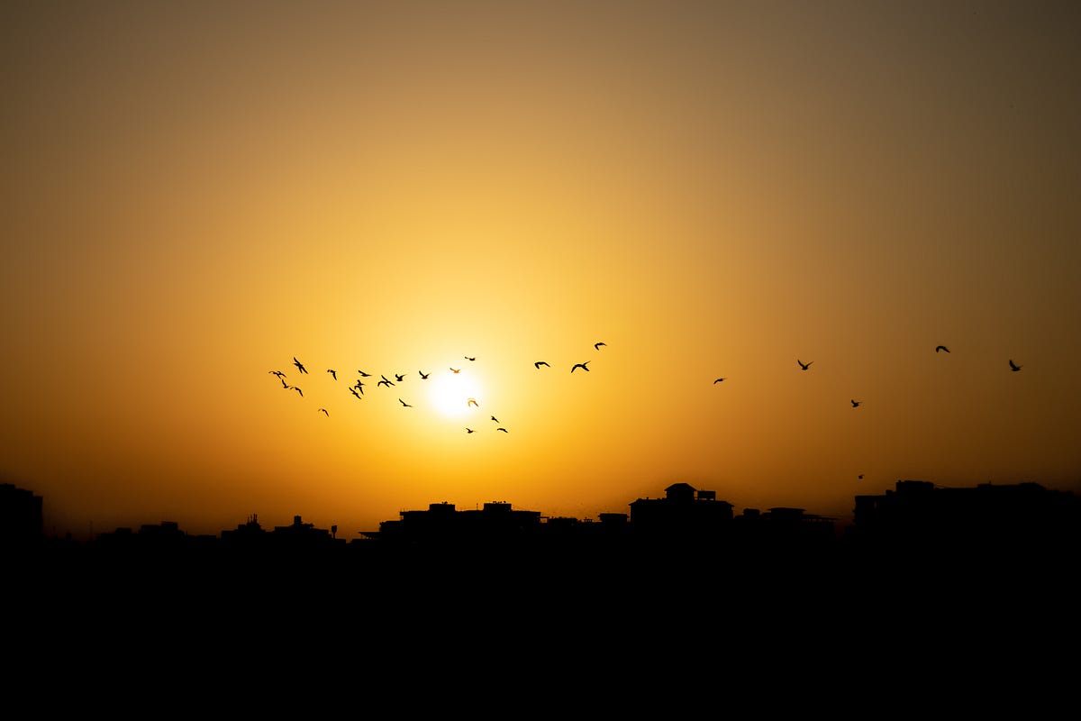 Bird Songs - Ryan Hecker - Medium