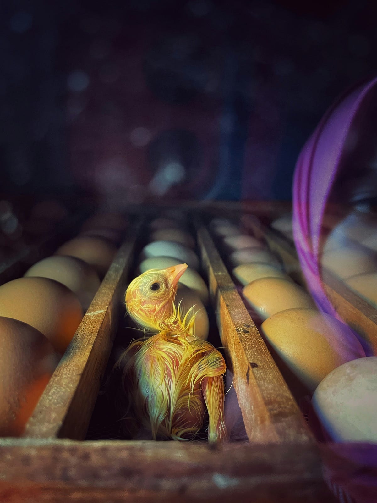 Cracking the Cosmic Code: Dashavatars and the Eternal Chicken and Egg ...