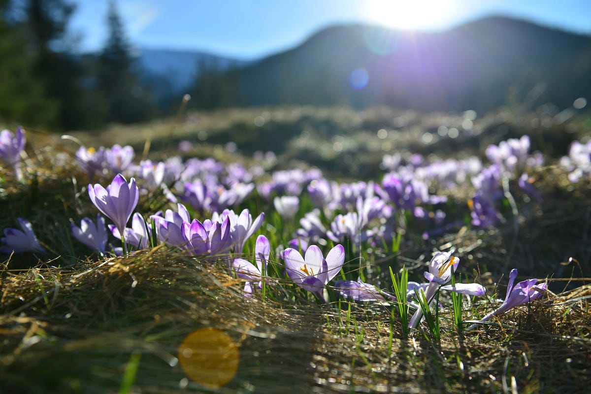 Two Dimensions Cross. Follow the path where the crocuses… | by Brenda ...