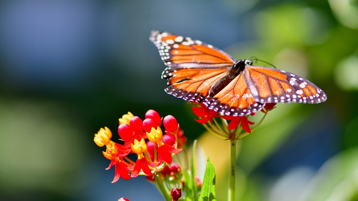 Guide to the Monarch Butterfly Reserve: Exploring Nature’s Spectacle ...