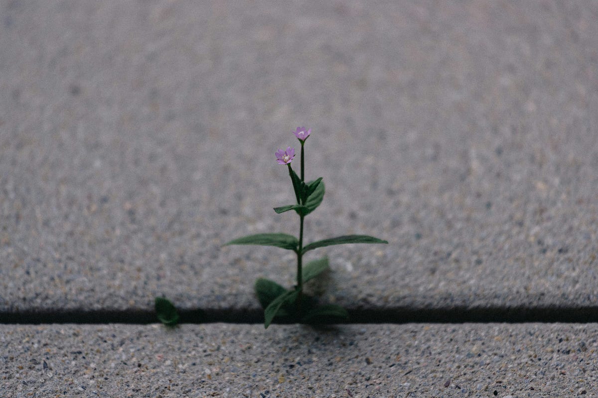 SelfGrowthGrowing Into Myself - Sid Barnett - Medium