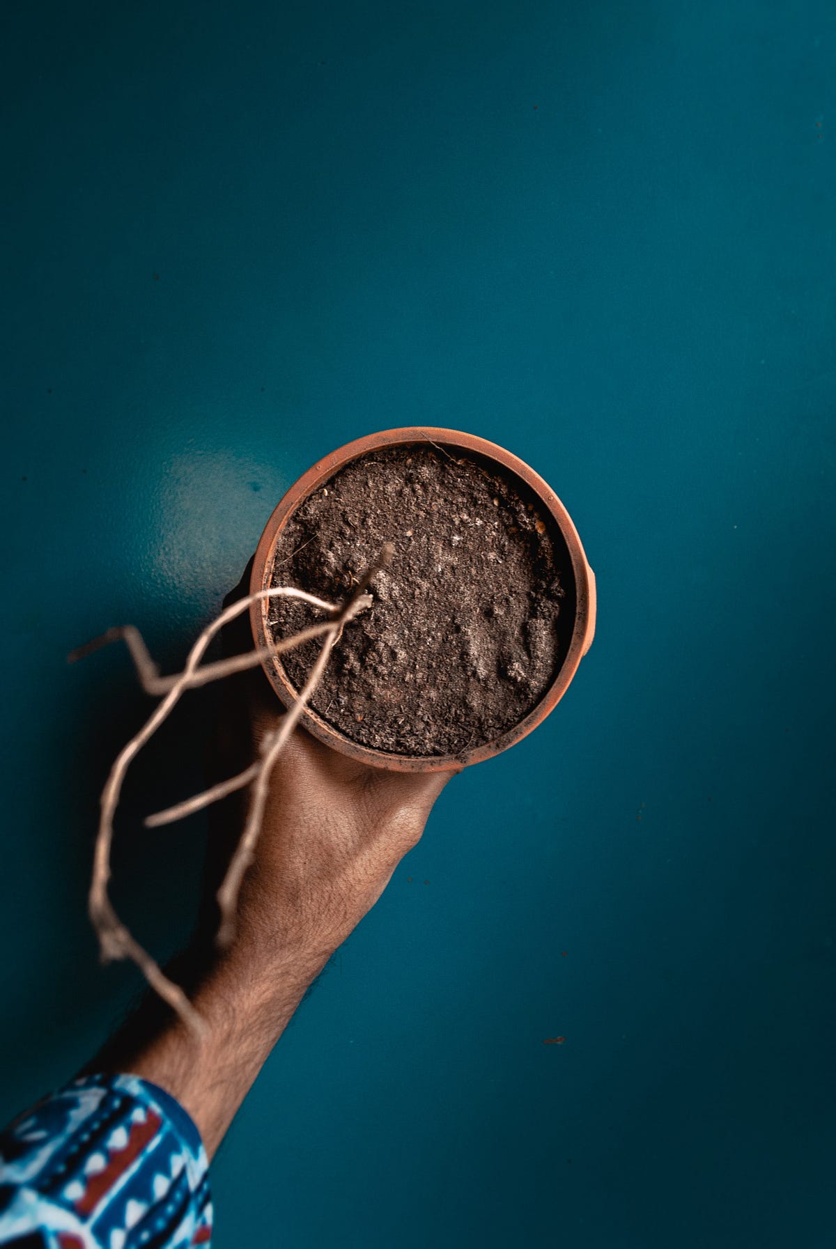 The Diary of a Confused Plant — Part 11: The Dance of Life and Loss ...