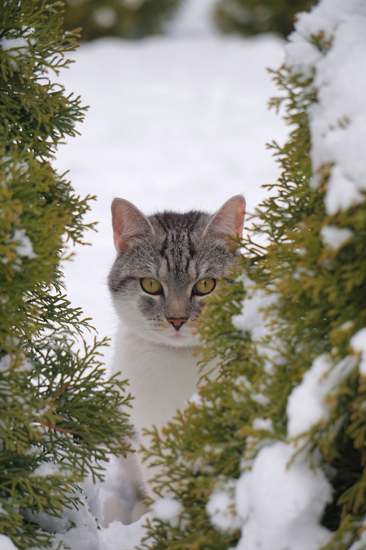 Have You Heard of the Icelandic Folklore of Yule Cat? - The Shortform ...