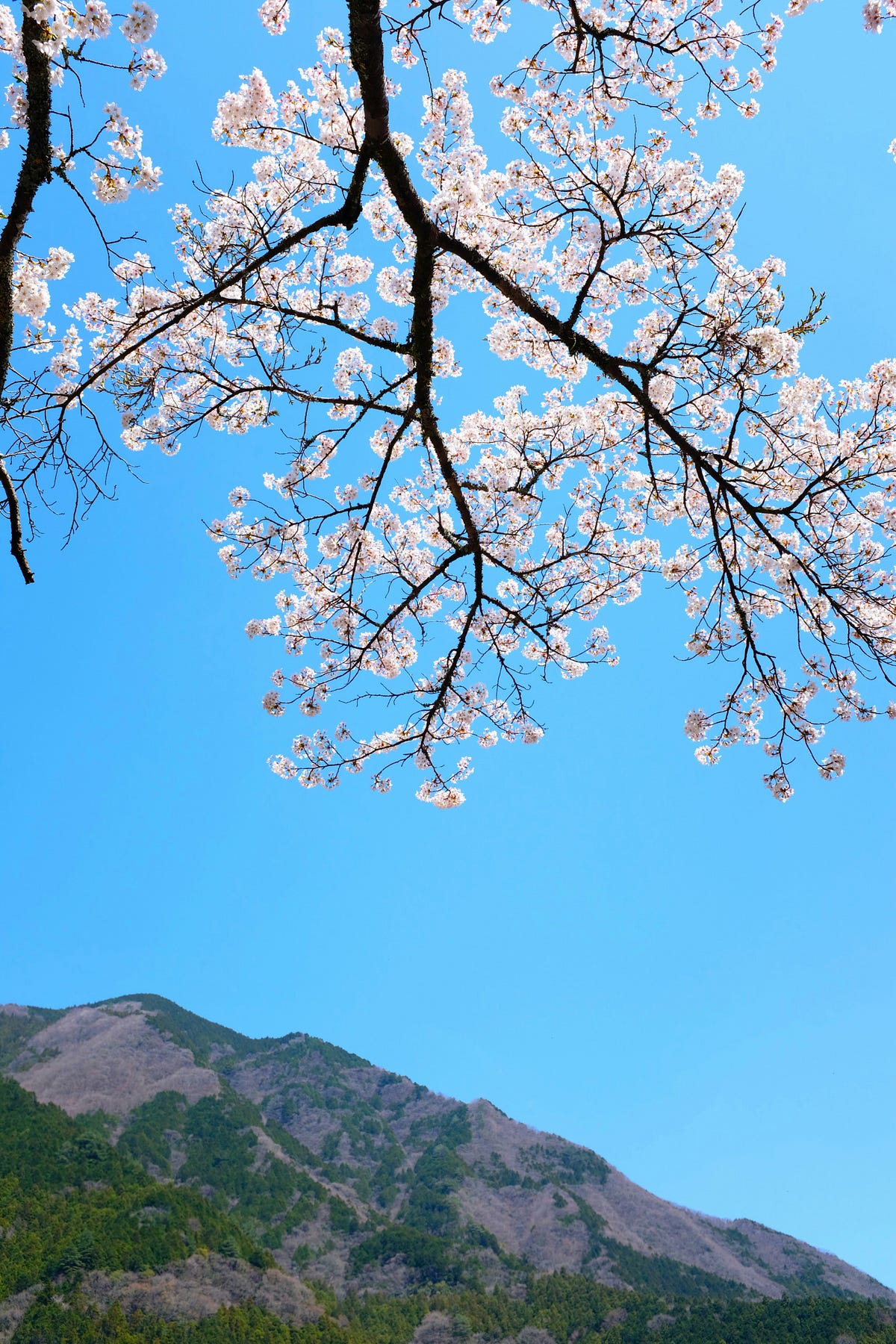 Rahul and Tree. PROBLEM STATEMENT: | by Sheefa Naaz | Medium