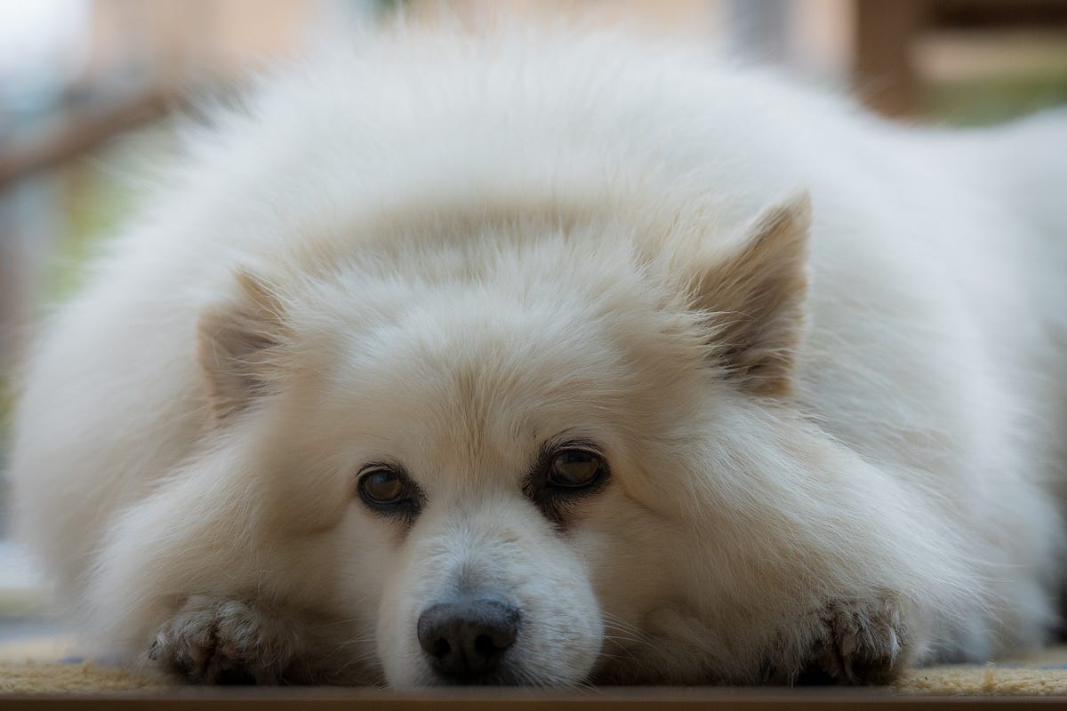 Classification of Dog Breed Using Deep Learning | by Sushant Agarwal ...