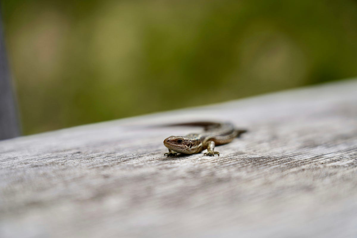 Funeral, Lizards, and Life. In a tough time be a lizard. | by Modern ...