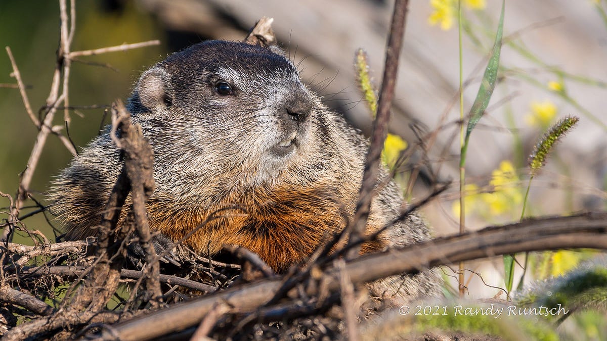 The Woodchuck — An American Ecosystem Engineer | by Randy Runtsch ...