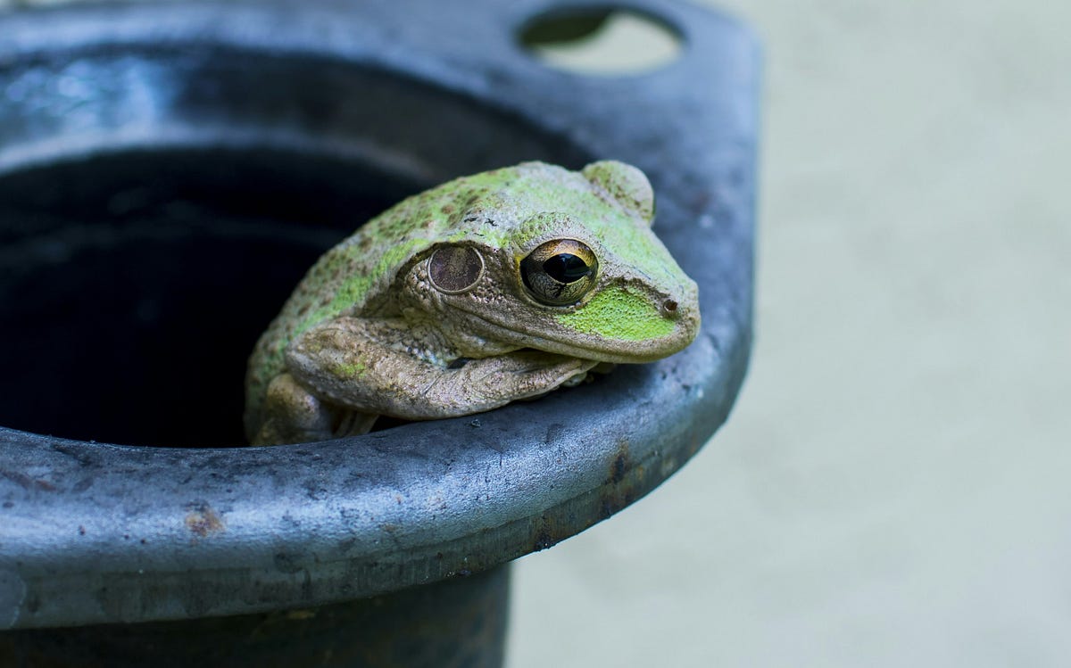 The Truth Behind the Myth of Boiling Frogs | by Sam Westreich, PhD ...