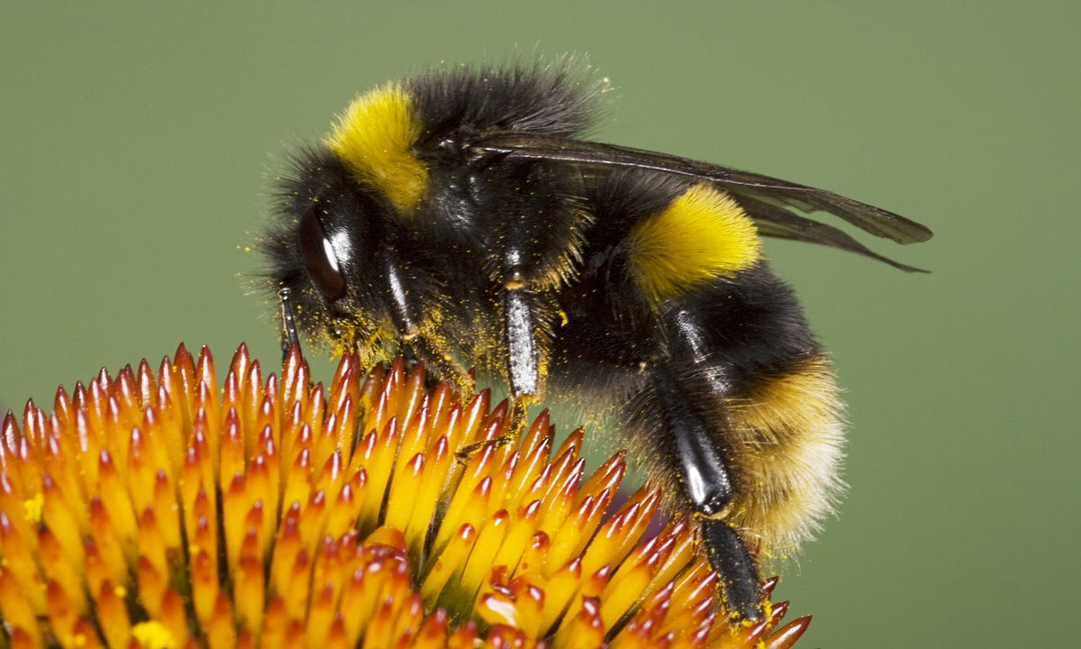 The Story of a Bumble Bee. Tale of a Guy That Simply Refused to… | by D ...