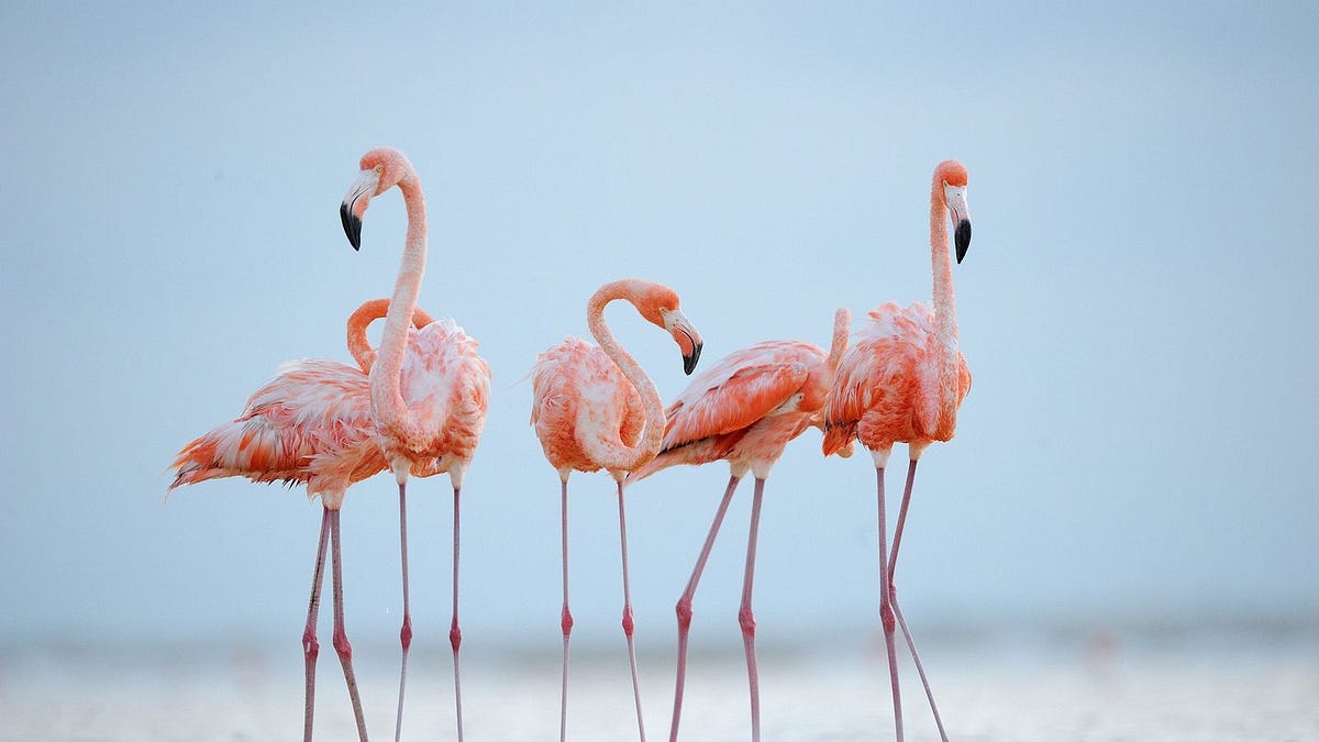 Review — Flamingo: A Visual Language Model for Few-Shot Learning | by ...