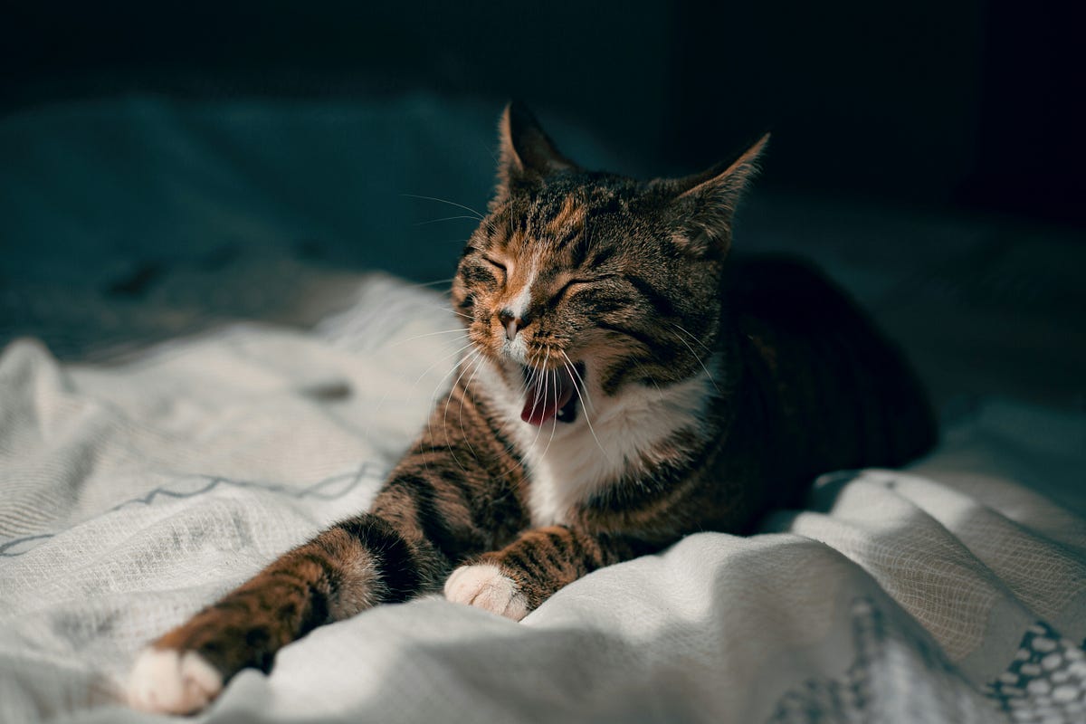 An Imperfect Evening Routine That Actually Sticks | by Elowen Rae | Medium