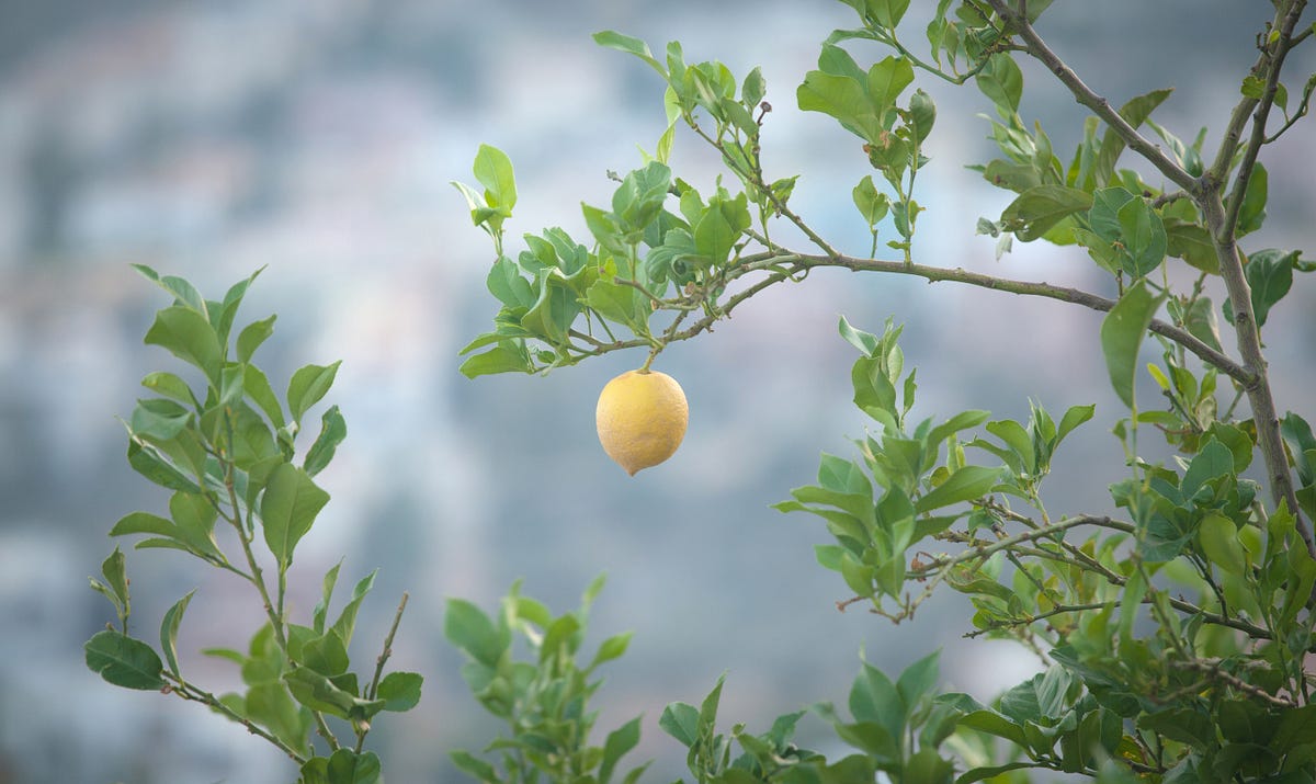 The Fruit on The Tree is The Last Thing to Grow: Work for The Fruit of ...