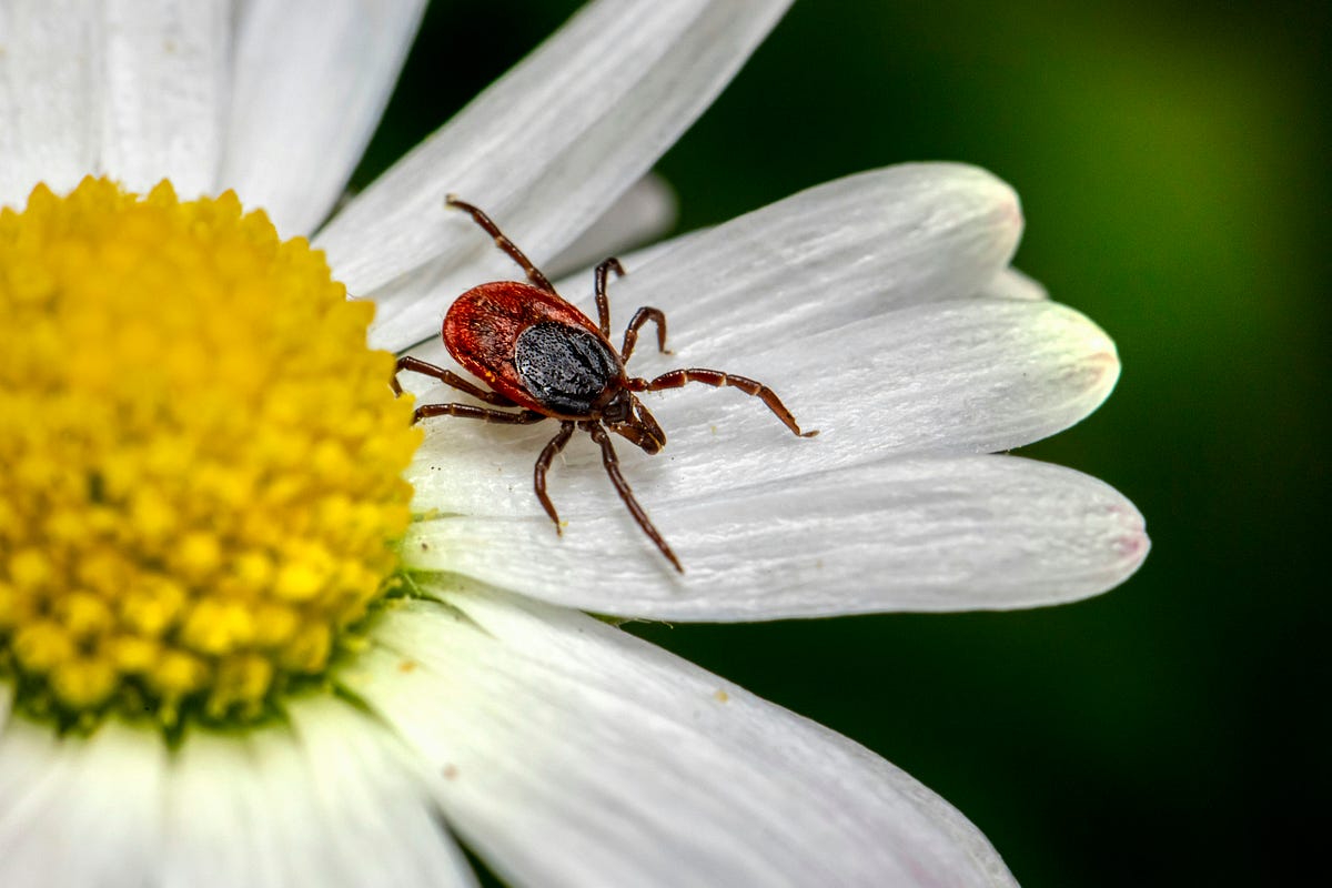 Fake News: Ticks Burrowing Under the Skin | by Kate K | Jun, 2024 | Medium