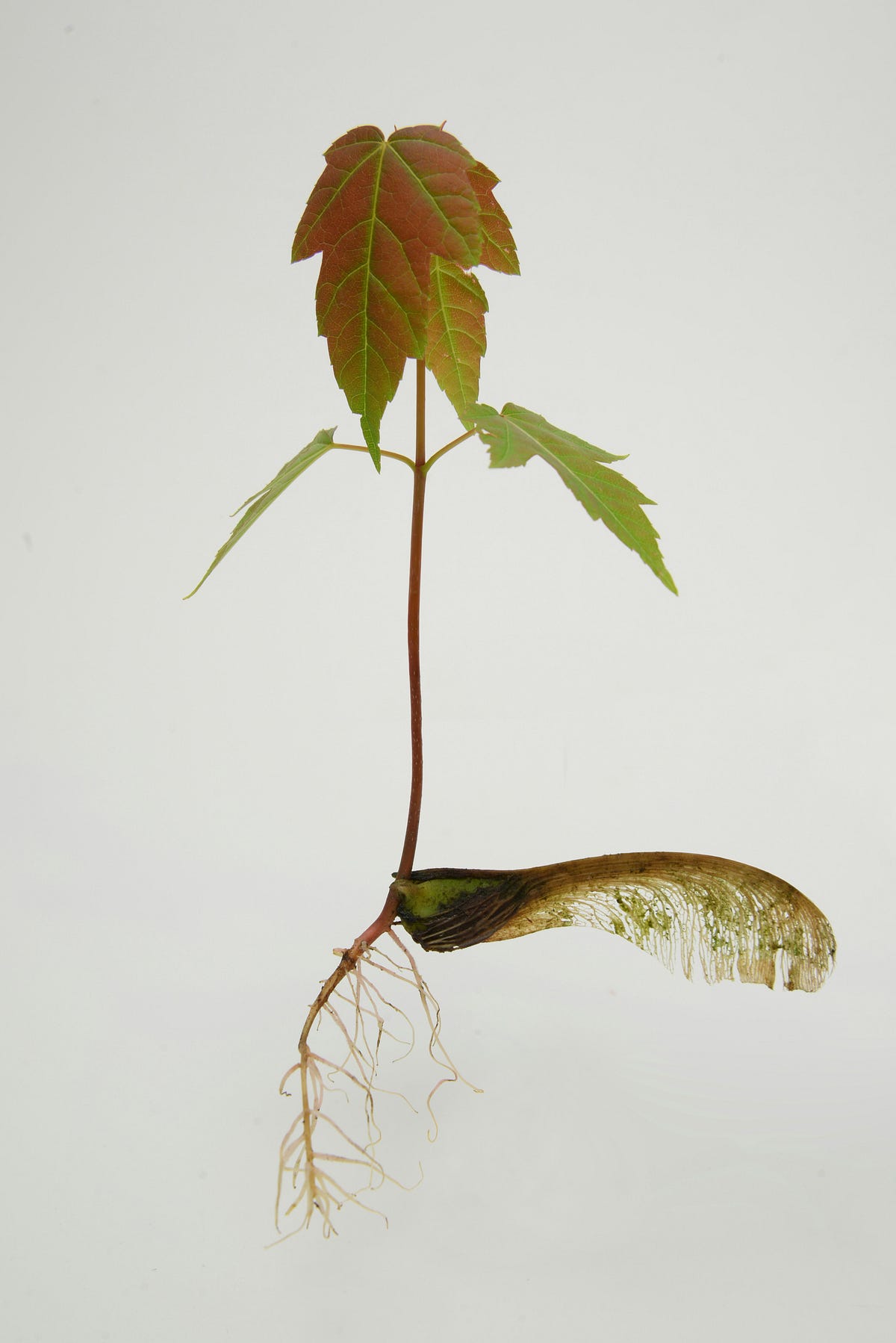 How Power Grows. Ever wonder the essential of power? | by Lee's Nutjob ...