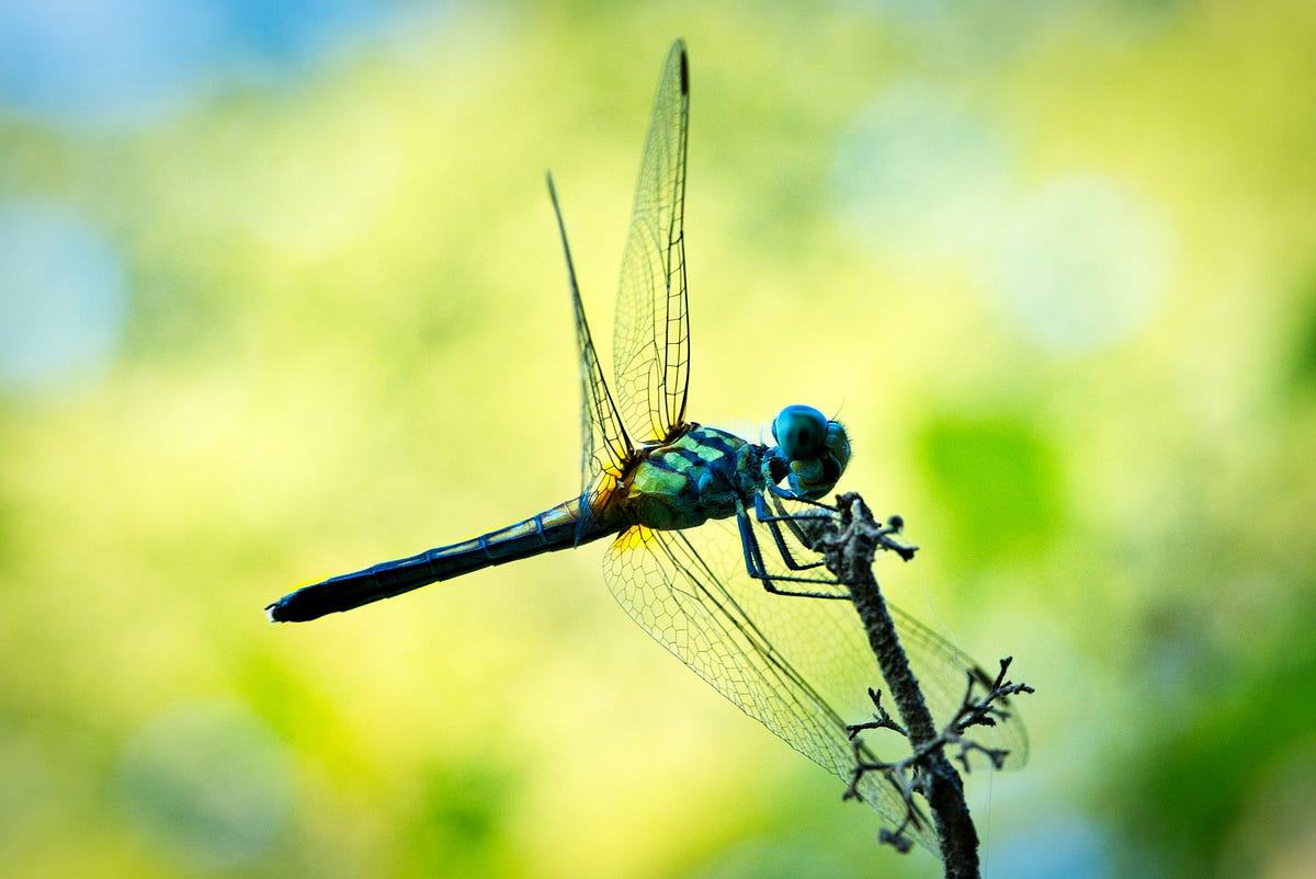 Dragonfly Spiritual Meaning: Explore the Mystery | by The Enlightenment Journey | Medium