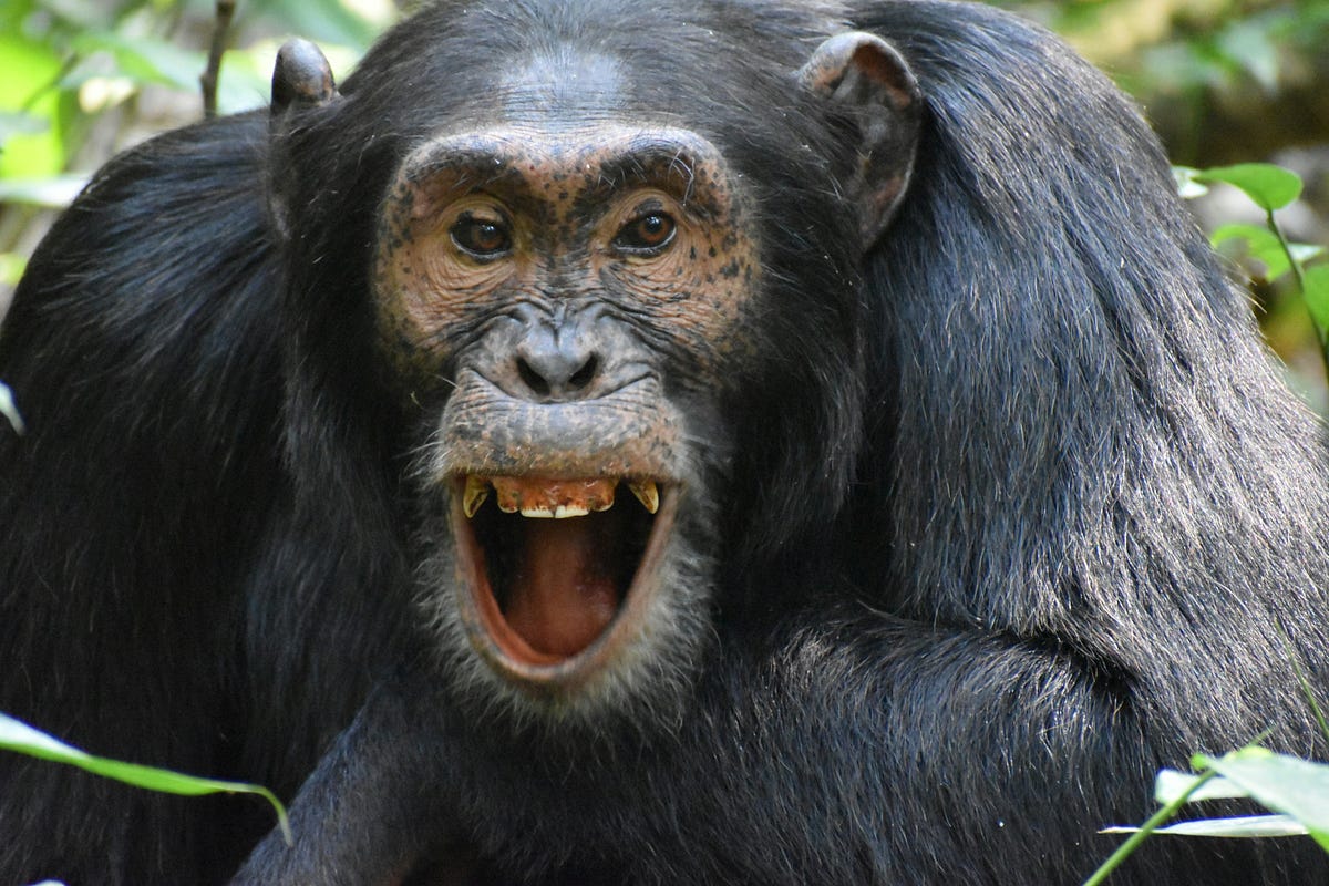 The Laughing Ape. After my psychosis, I started laughing… | by Burnout ...