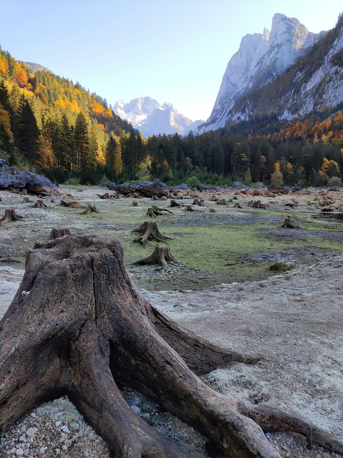 Stumps - Chalkboard - Medium