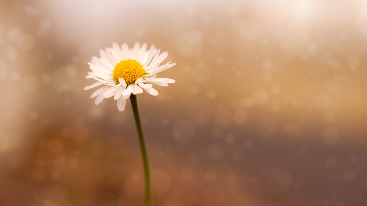 Just Give Me a Bit Of Peace!. How to get some peace | by Marlane ...
