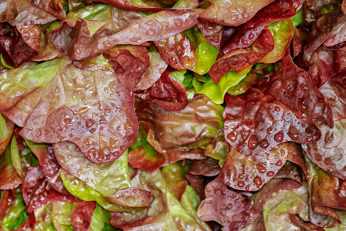 The Ultimate Guide to Creating a Thriving Raw Food Community: Unveiling ...