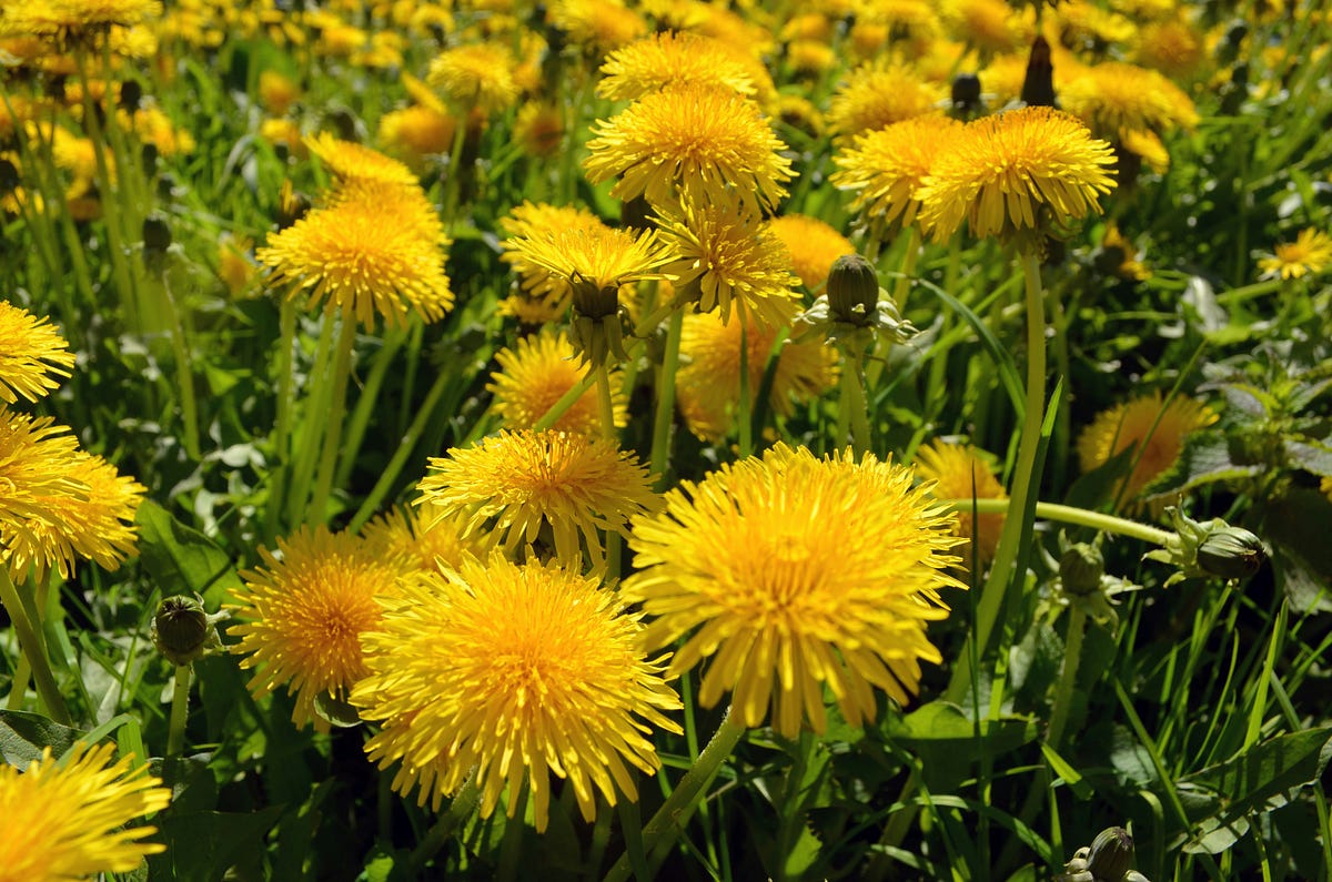Why Dandelion Makes Me Happy?. An ode to dandelions | by Dr. Seema ...
