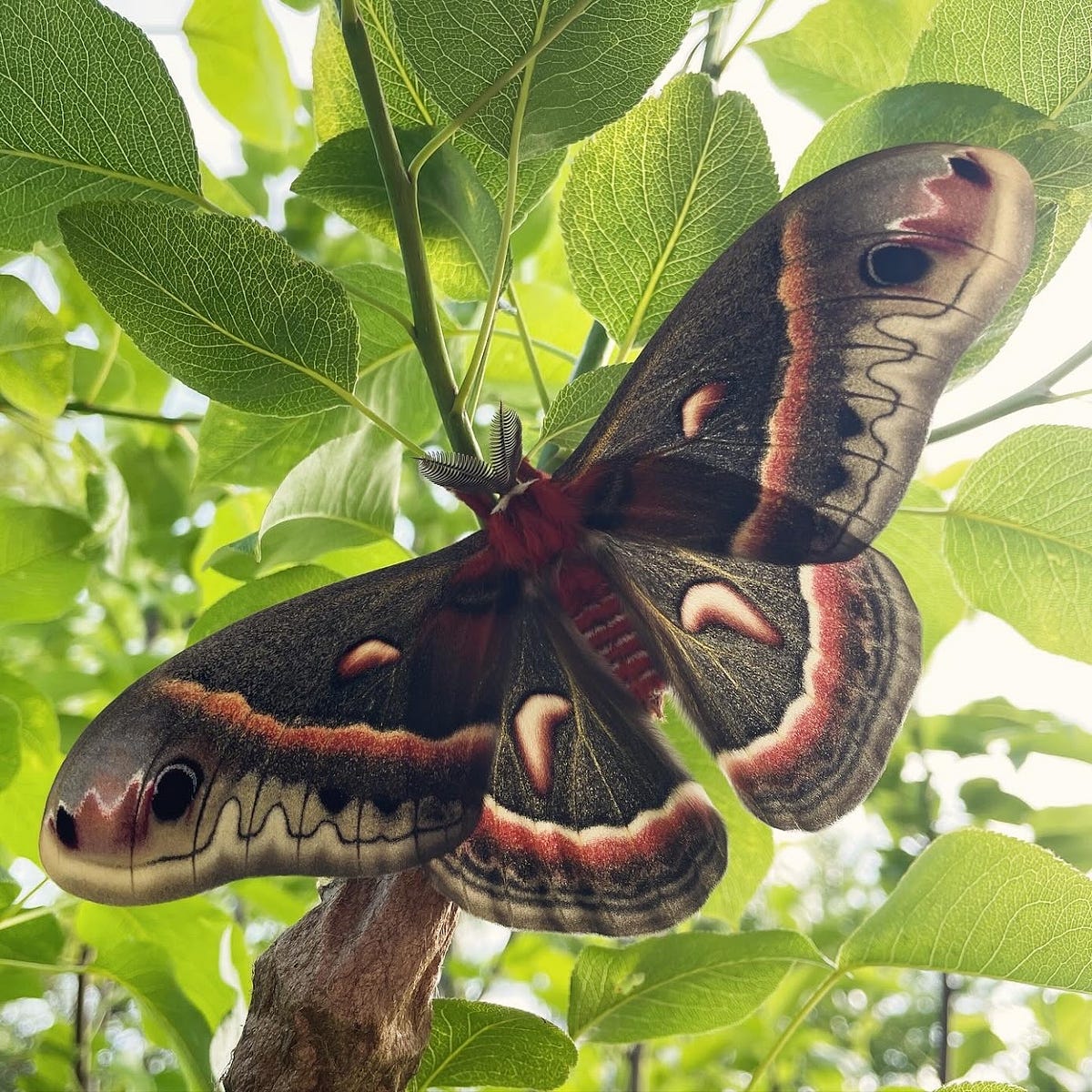 The Largest Moth in North America | by Allisonn Church | In Living ...