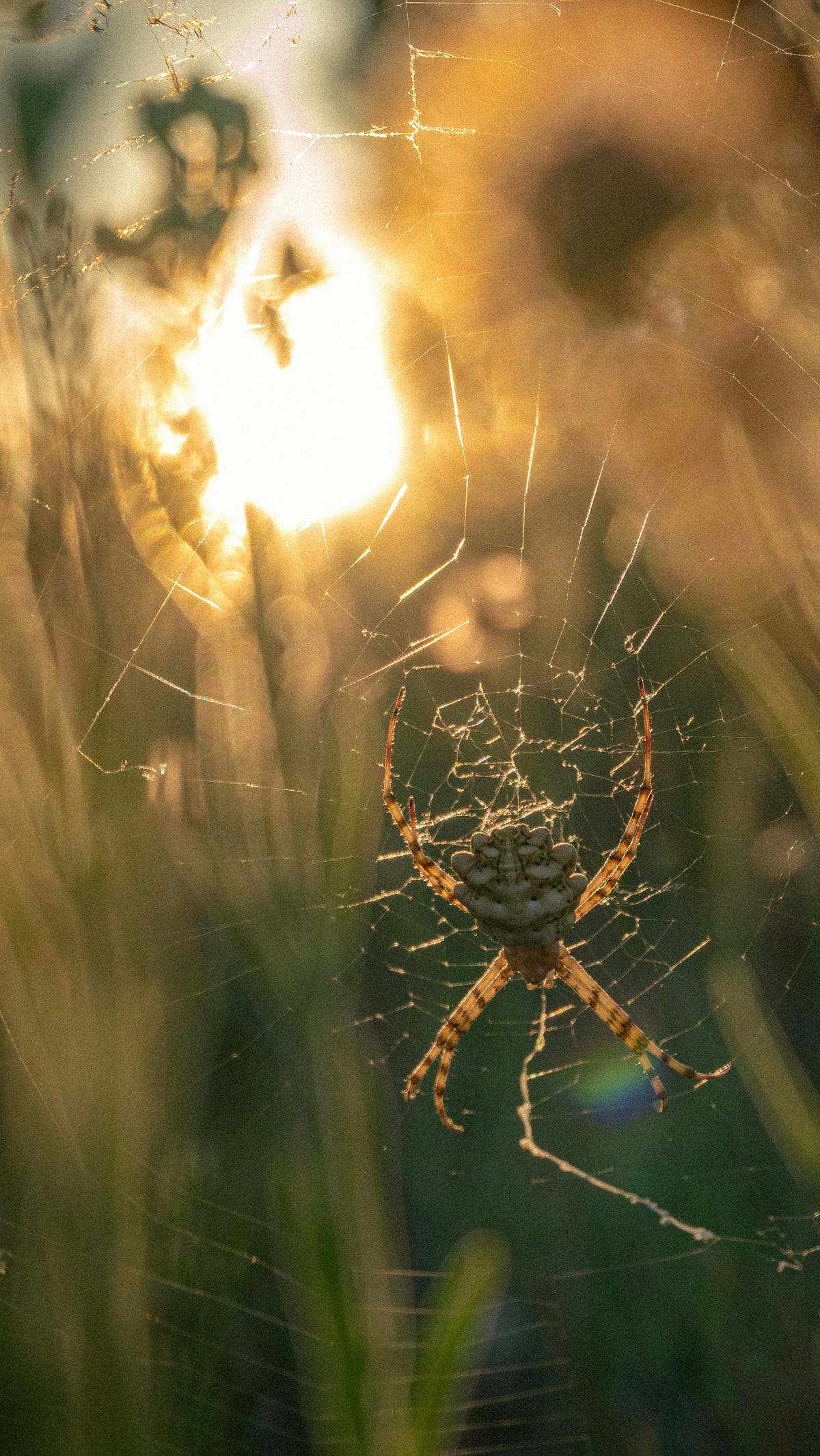 Spiders Walk With Me. On facing fears and weaving your own… | by Lauri Carpentier | Apr, 2025 ...