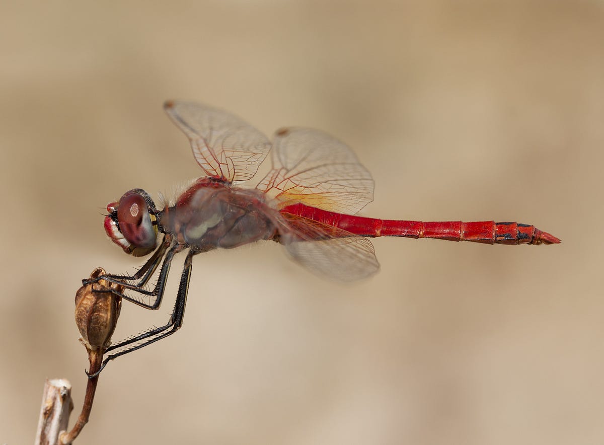 How Insect Brains Inspire Machine Learning and Computation | by ...