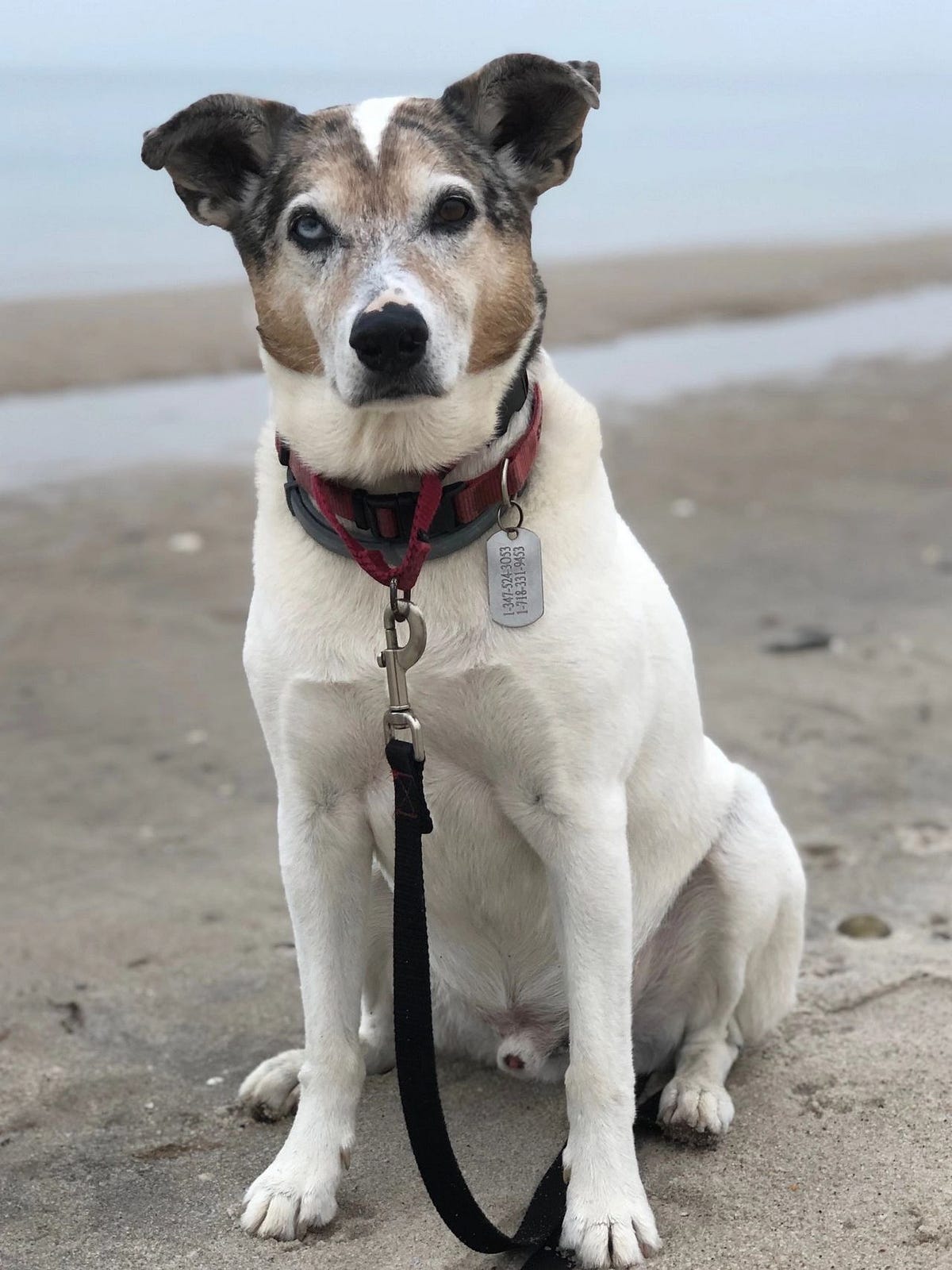 The Old Dog and The Sea. July 17, 2022 | by Tim Almeida | Medium