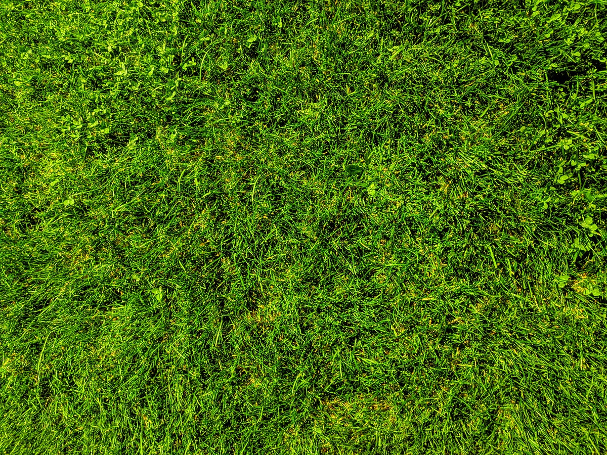 The Wandering Grass - James Ogwang - Medium