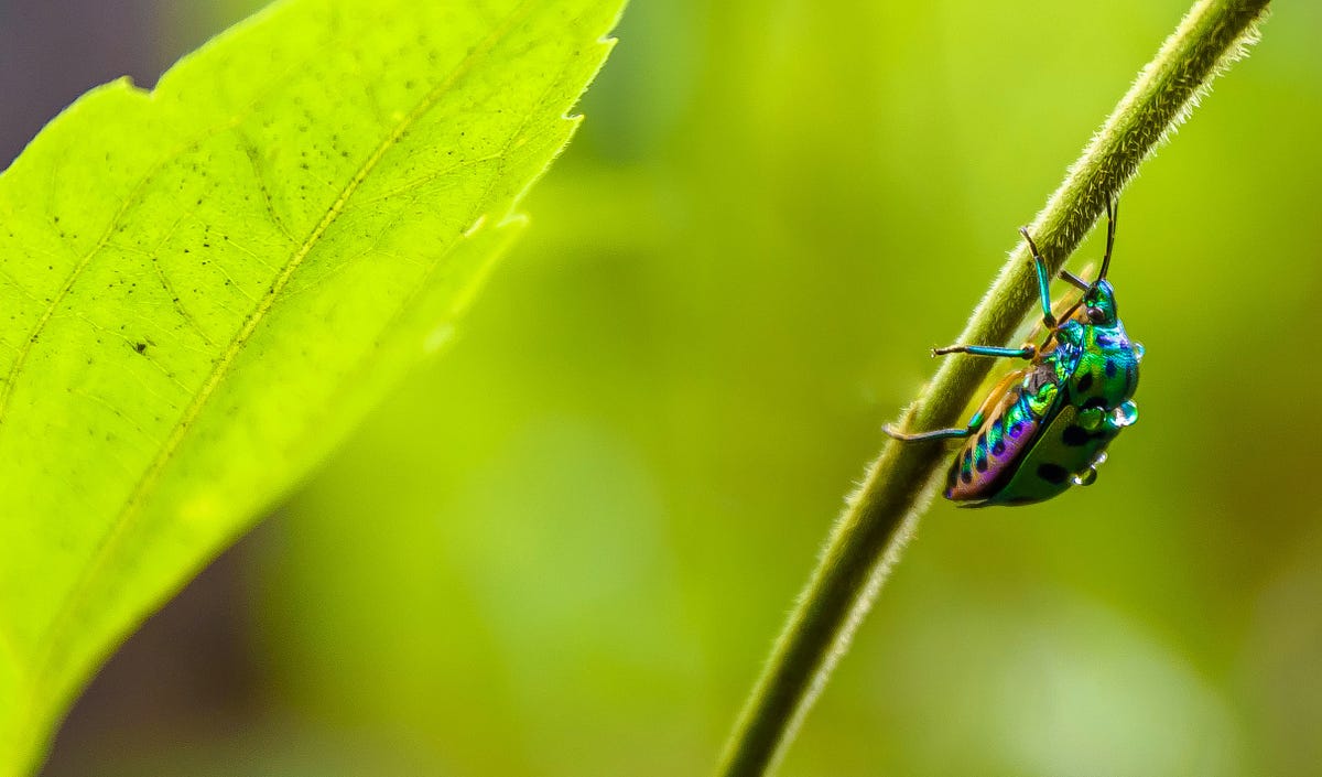 How To Debug Css With Css Debugging Css Is Not A Straightforward By Lucas Wolff Medium 
