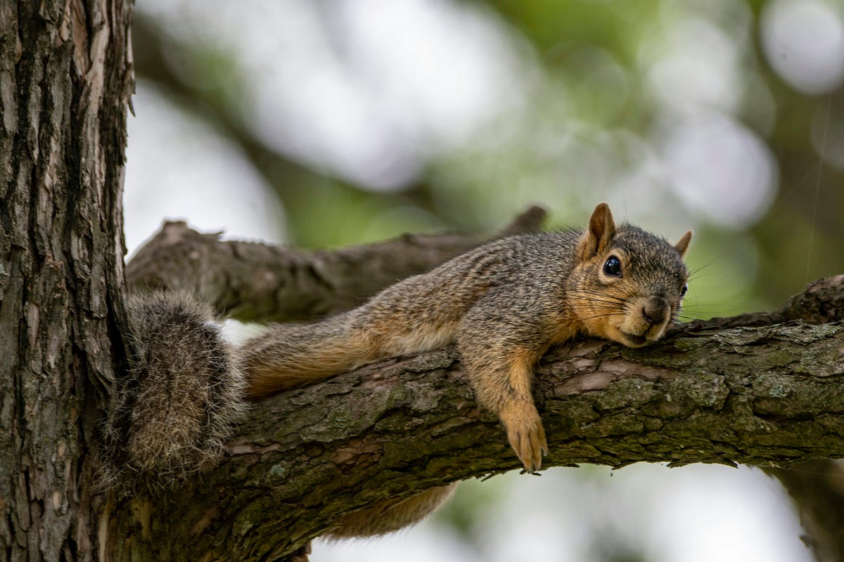 Do Squirrels Make Good Pets?. How often have you looked up into the… | by Autumn Steward | The ...