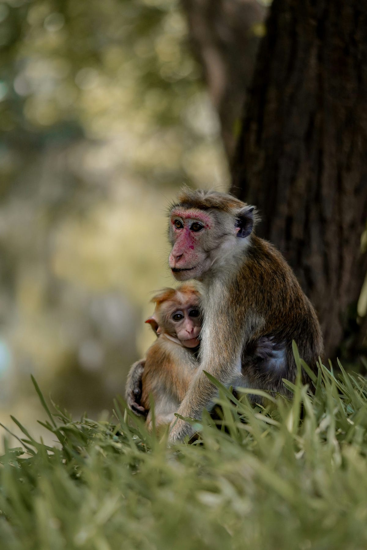 HOW I MET A MONKEY?. ANIMALS ALWAYS WANT CARE AND LOVE FROM… | by Chitra thapa | Medium