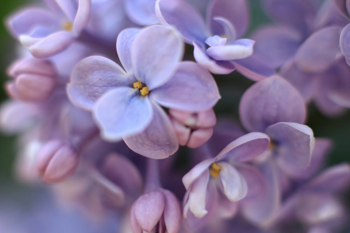 In Lilac Words. Heart verse | by Amy Christie | Blue Insights | Medium
