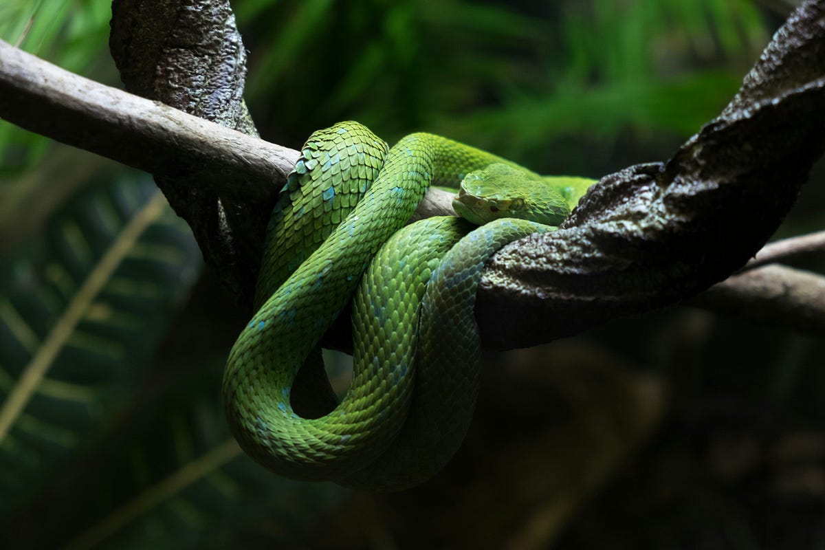 10 Ways to Make Money With Python (That Most Developers Ignore) | by ...