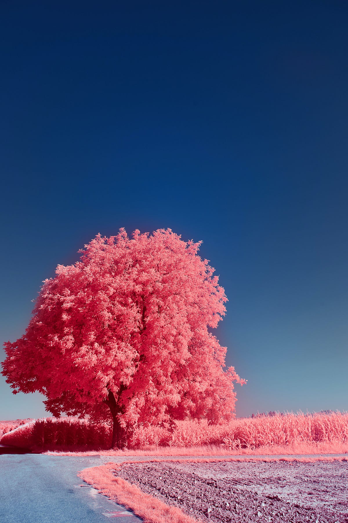 knowing-a-bit-of-a-tree-data-structure-by-michael-kasingye-medium