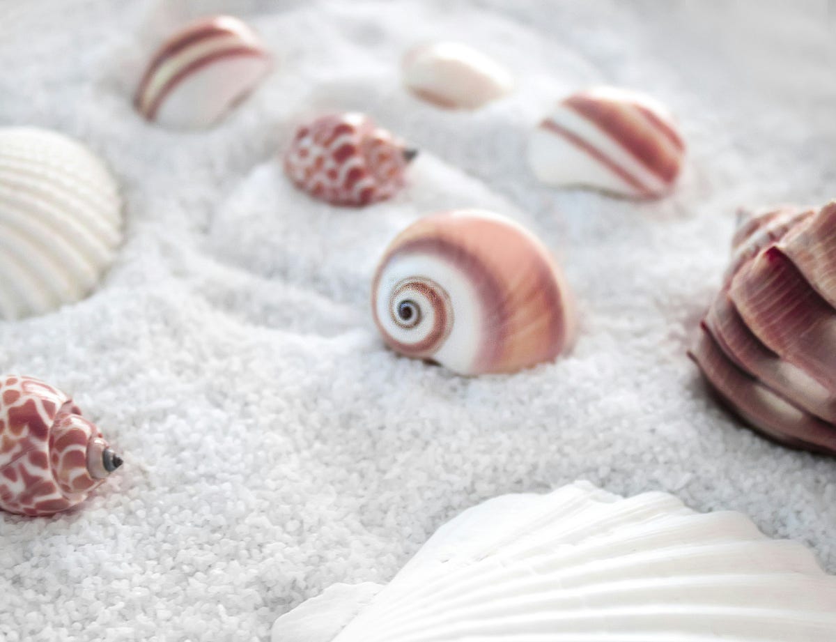 An Acrostic Poem About a Seashell | Poem - Emily Begin - Medium