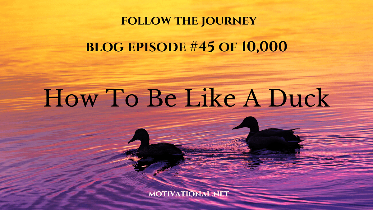 How To Be Like A Duck. I think that we are sometimes going to… | by ...