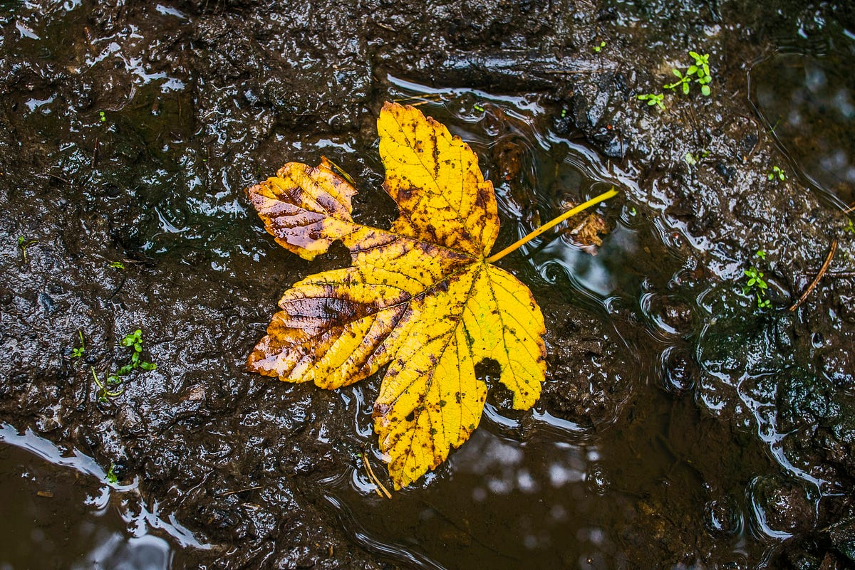 Murky waters. A poem for when you're sinking in… | by Husnara Khanom | Catharsis Chronicles ...