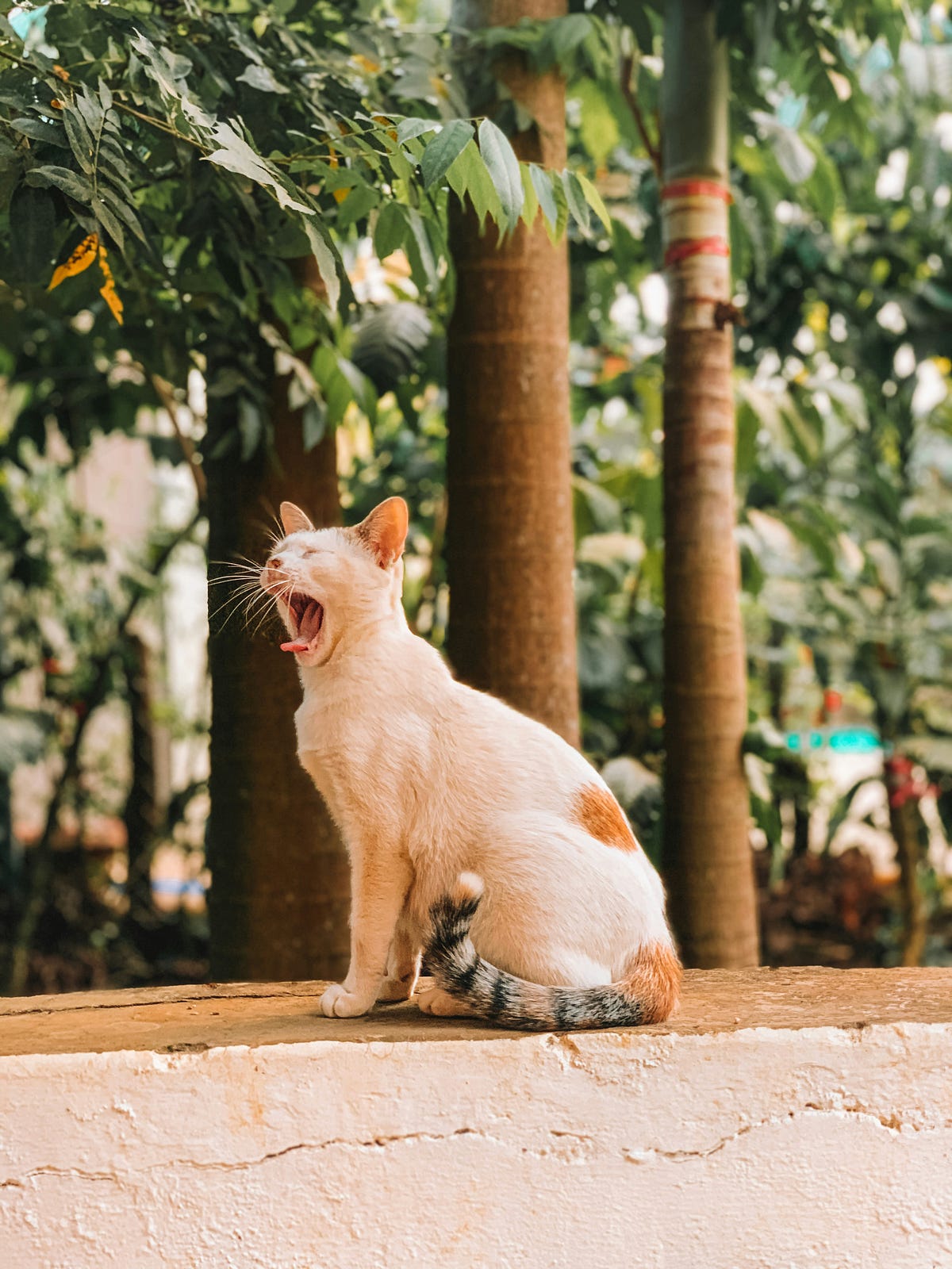 Embrace Boredom, or Fry Your Brain | by Bryan Tan | Pragmatic Wisdom ...