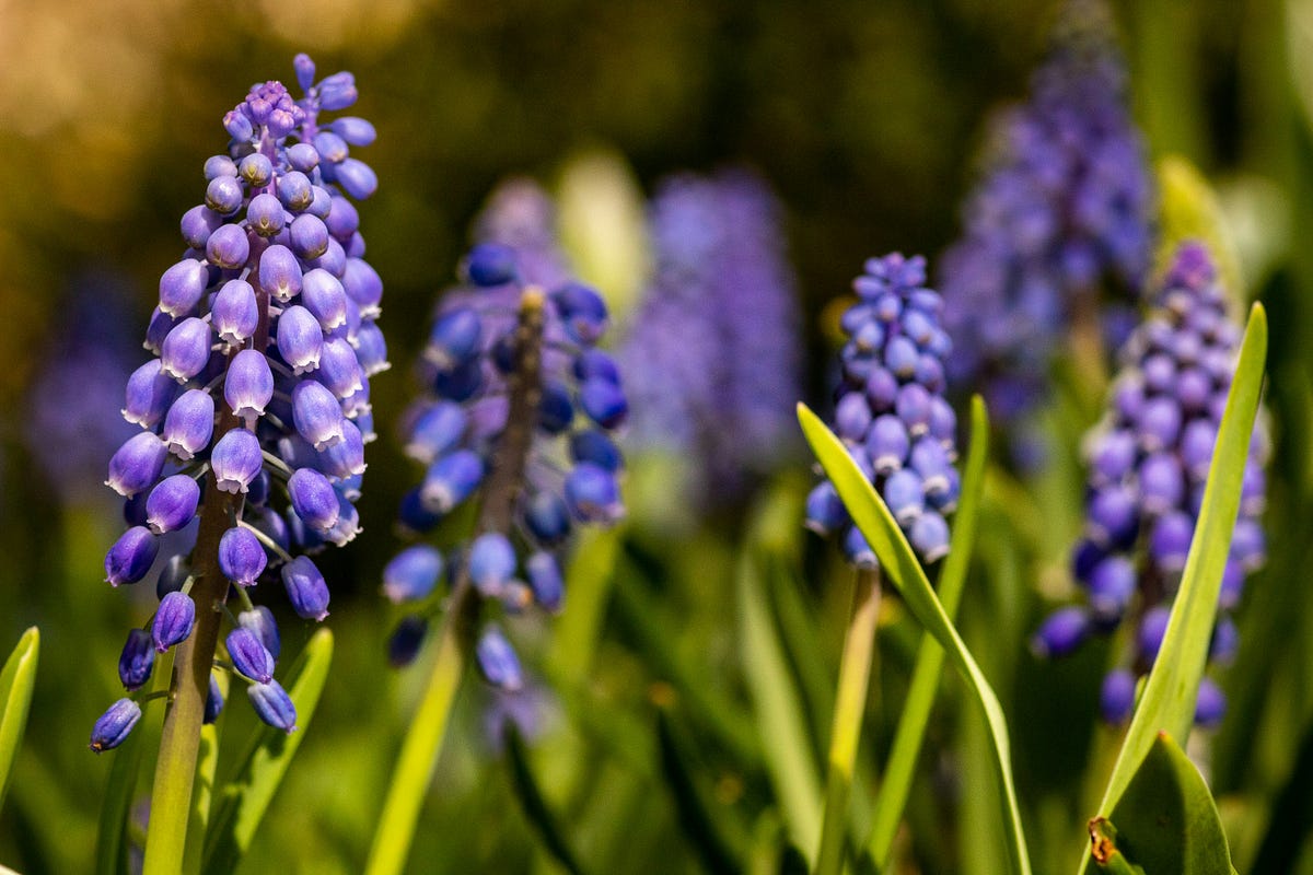 Bunga Hyacinth Ungu. Photo by Joshua J. Cotten on Unsplash | by Dila ...