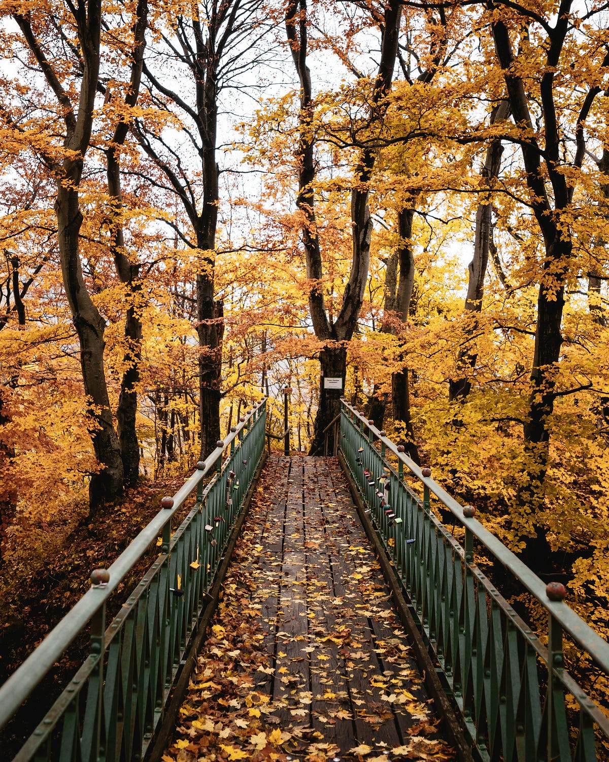 With Age Comes Freedom. The only thing you are too old for is… | by Jaclyn Havington | Oct, 2024 ...