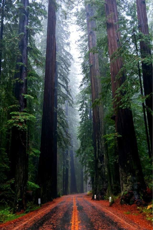 Among the Trees. Among the trees our wonderful love… | by Christyne ...