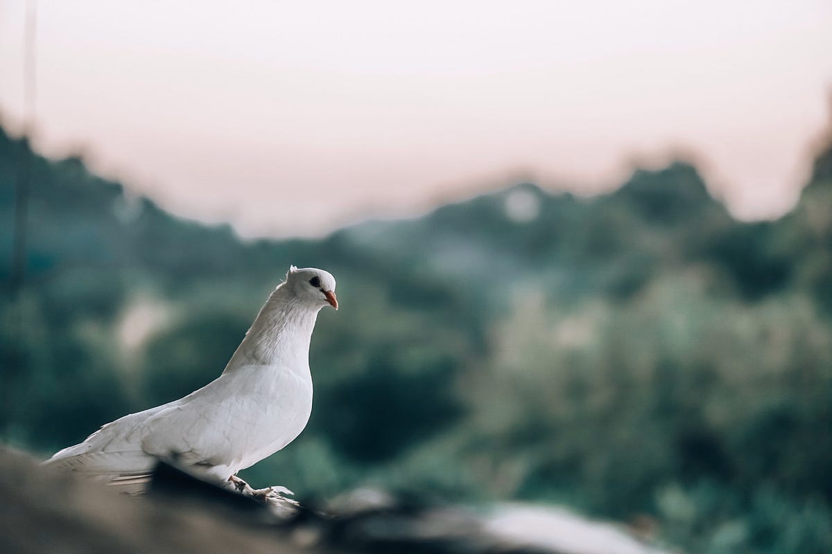 Christ at the Tipping Point — Elijah Was Human too! | by Vincent O. Oshin | New Day Pilgrims ...