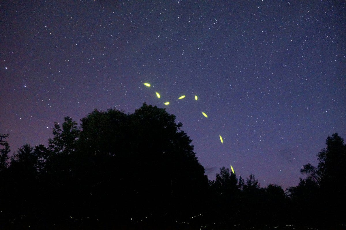 Firefly - alexis - Medium